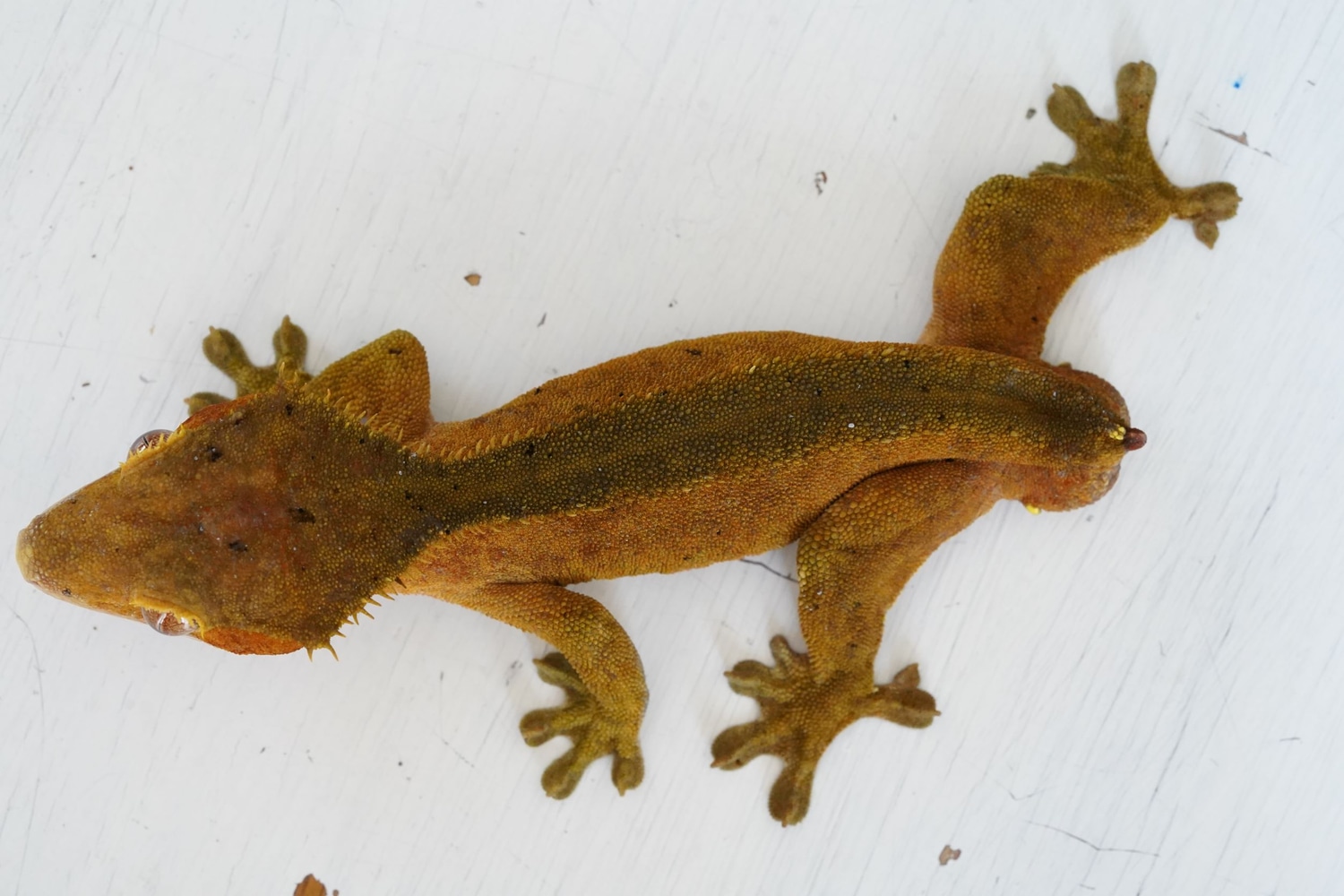 Bicolor Crested Gecko by Chasing Exotics NY - MorphMarket