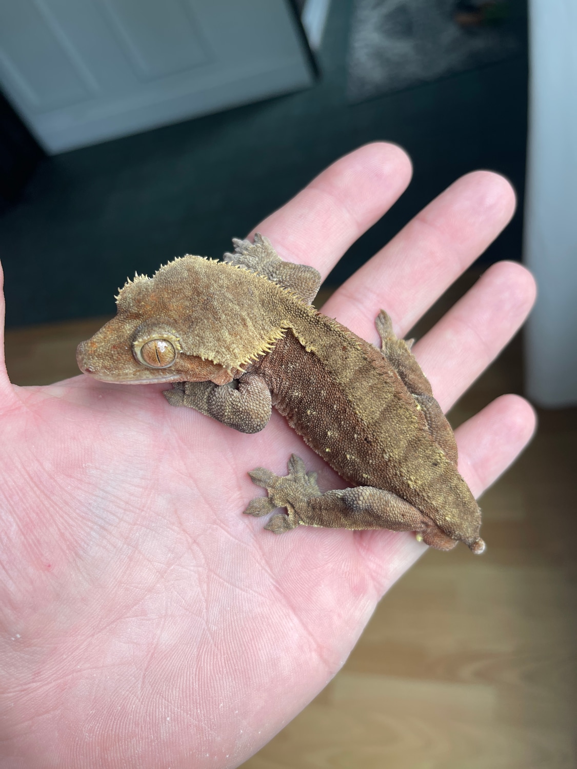 Red Bicolor Crested Gecko by Chasing Exotics NY - MorphMarket