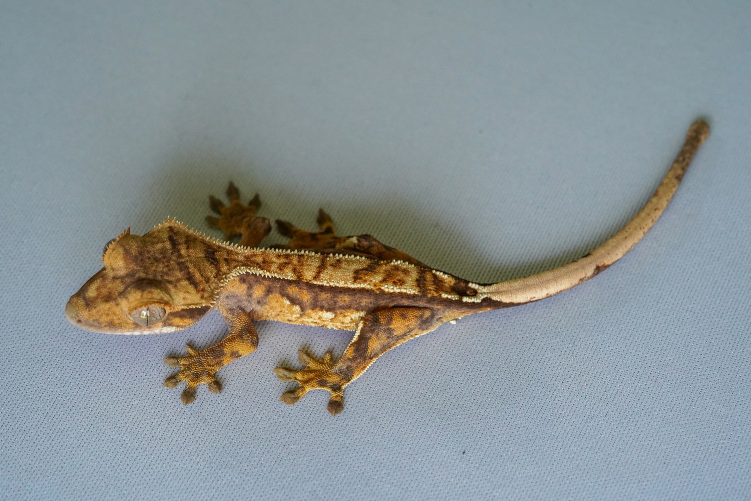 Yellow Partial Pinstripe Crested Gecko by Chasing Exotics NY - MorphMarket
