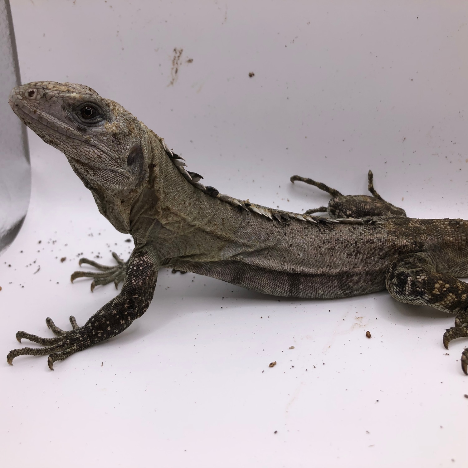 Utila Island Other Iguana by Doc’s Reptiles L.L.C - MorphMarket