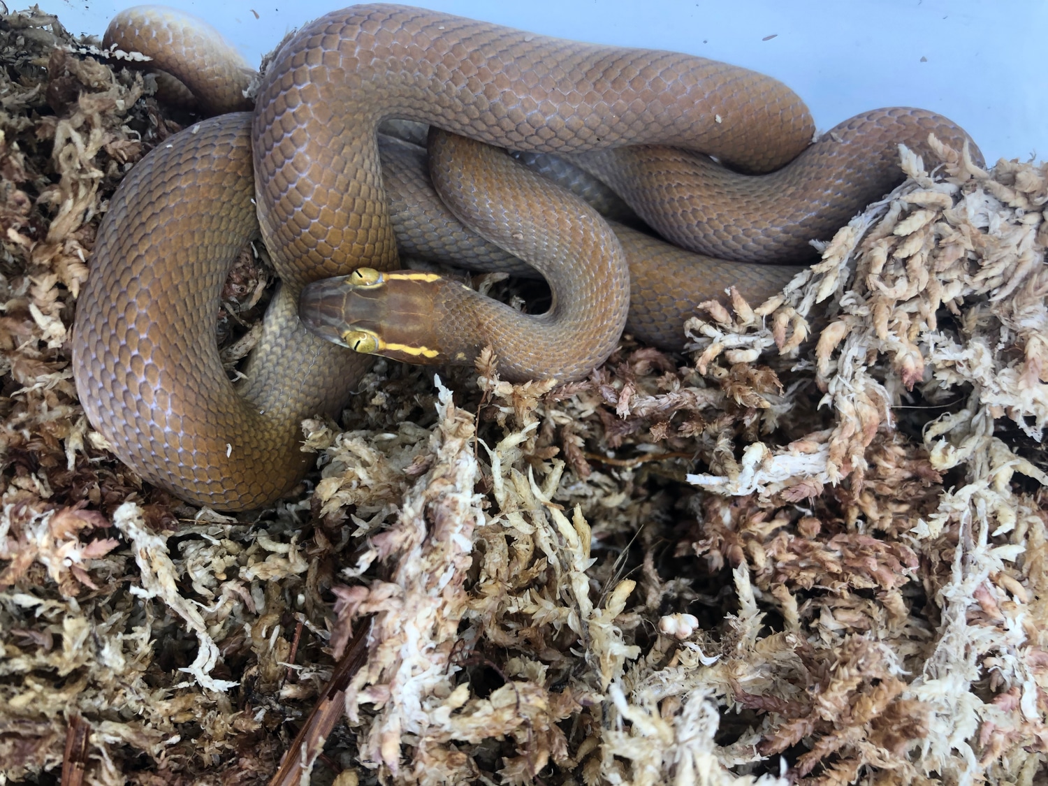 Namibian “Bug Eyed” House Snake by Doc’s Reptiles L.L.C - MorphMarket
