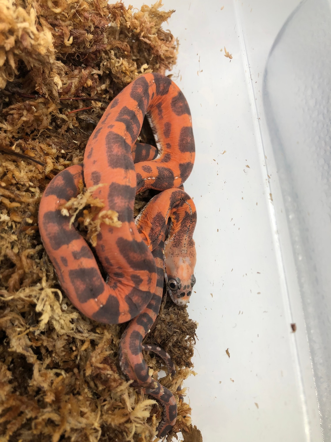 Scaleless Western Rat Snake by Doc’s Reptiles L.L.C - MorphMarket