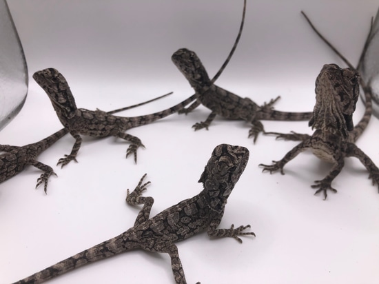 Australian Frilled Dragons Frilled Lizard by Doc’s Reptiles L.L.C