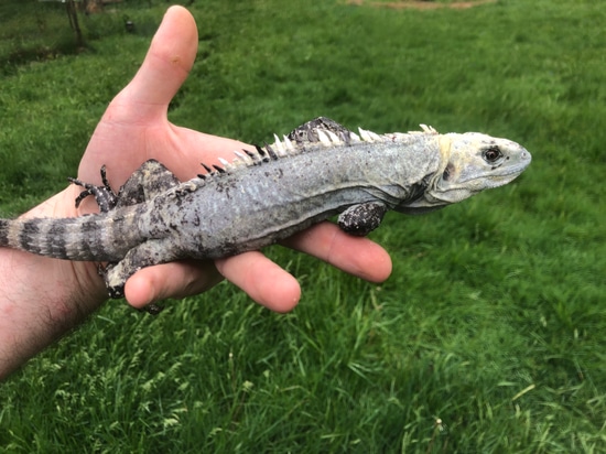 Utila Island Iguana Other Iguana by Doc’s Reptiles L.L.C