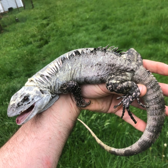 Utila Island Iguana Other Iguana by Doc’s Reptiles L.L.C