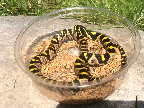 Vietnamese Mandarin Mandarin Rat Snake by Doc’s Reptiles L.L.C