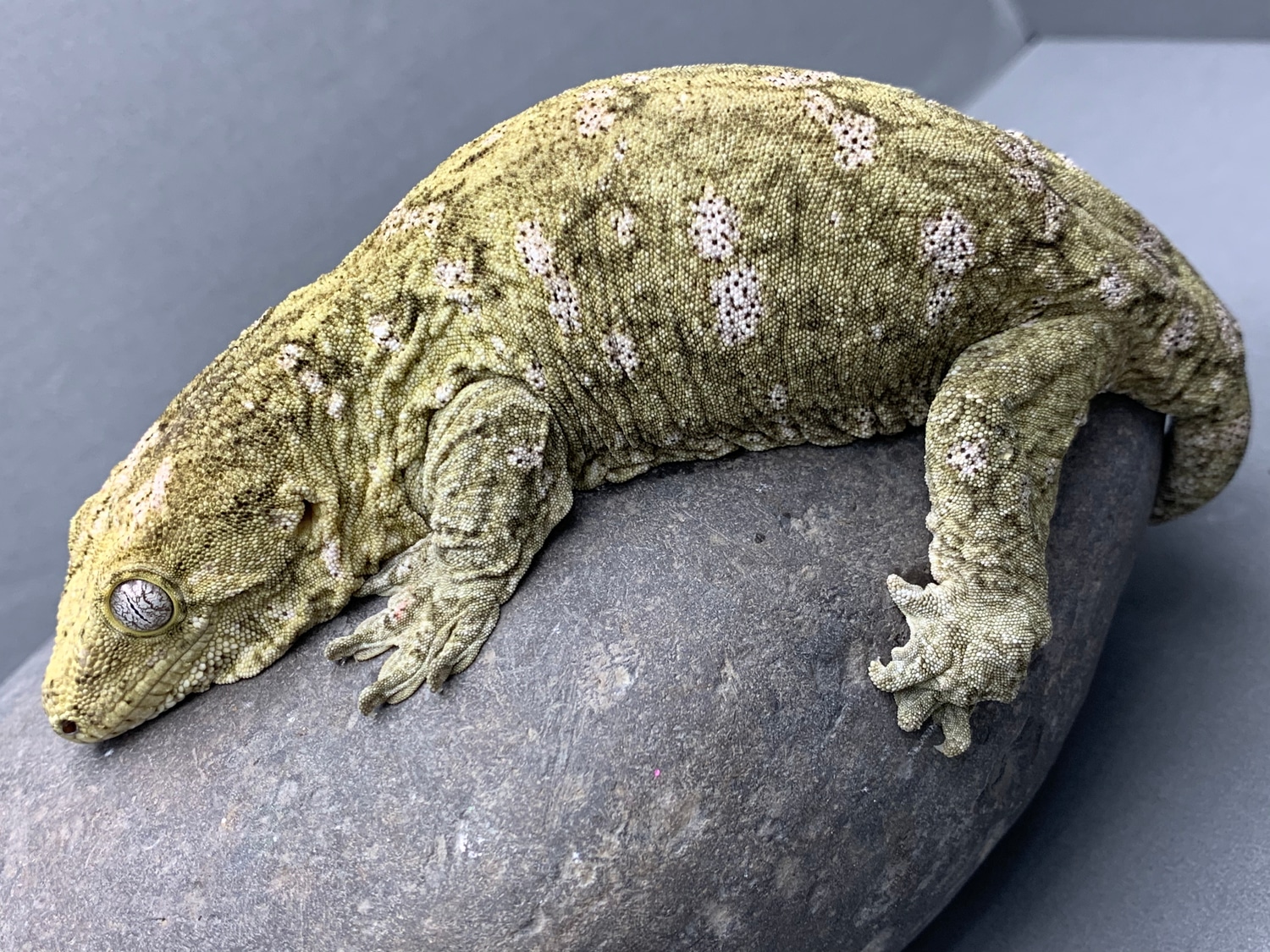 Pine Island Leachianus Gecko by Steadfast Lizards - MorphMarket