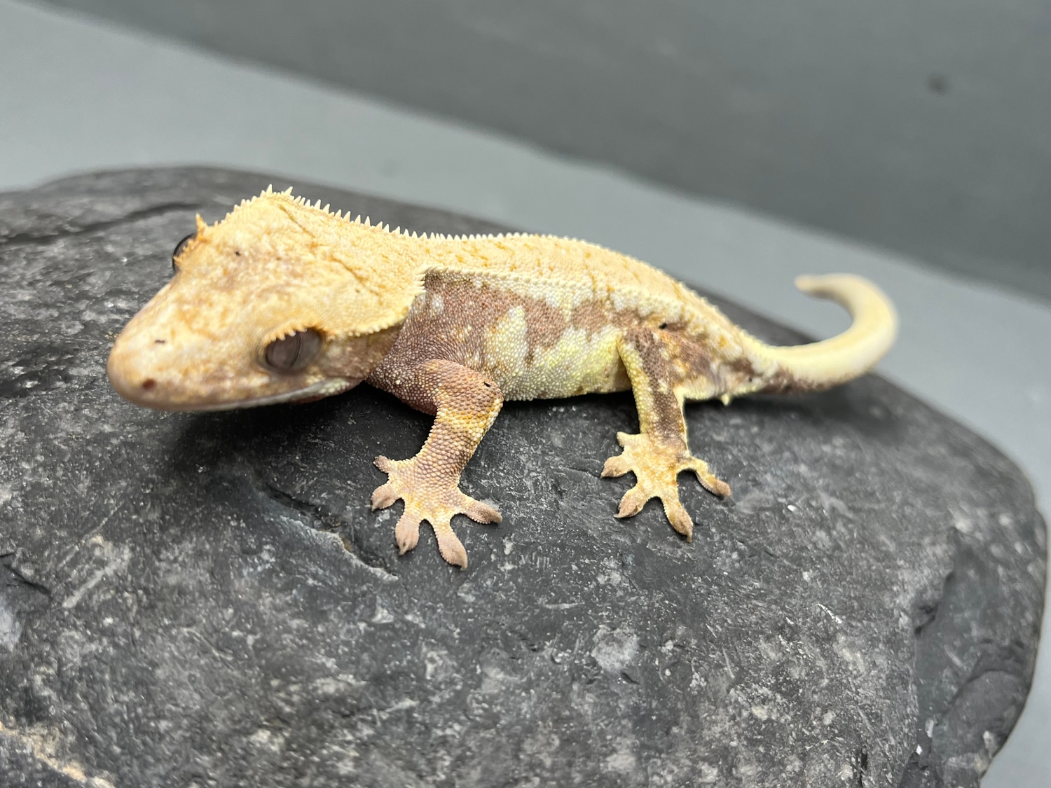 Lily White Crested Gecko by Steadfast Lizards - MorphMarket