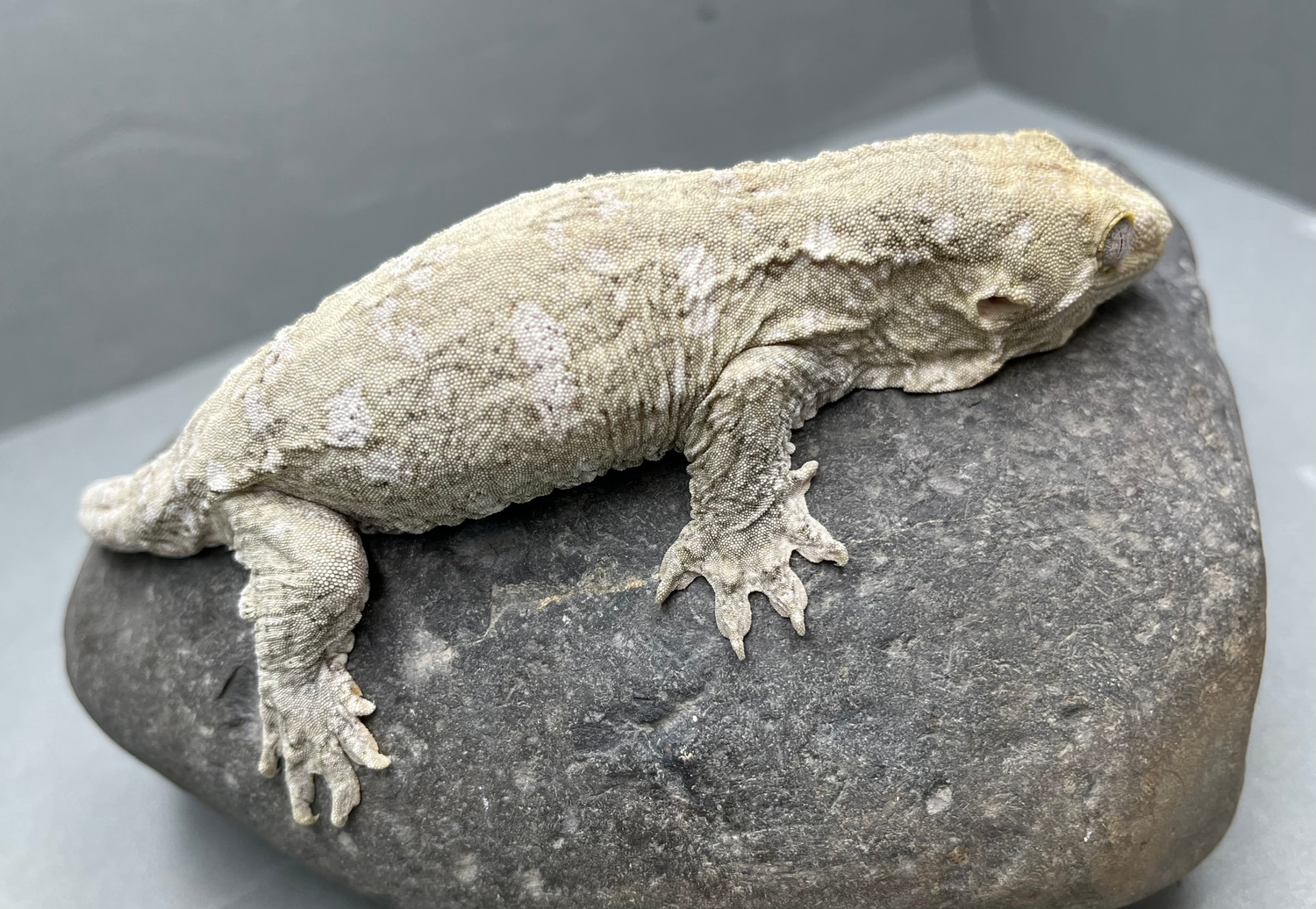 Mt. Koghis/GT Leachianus Gecko by Steadfast Lizards - MorphMarket