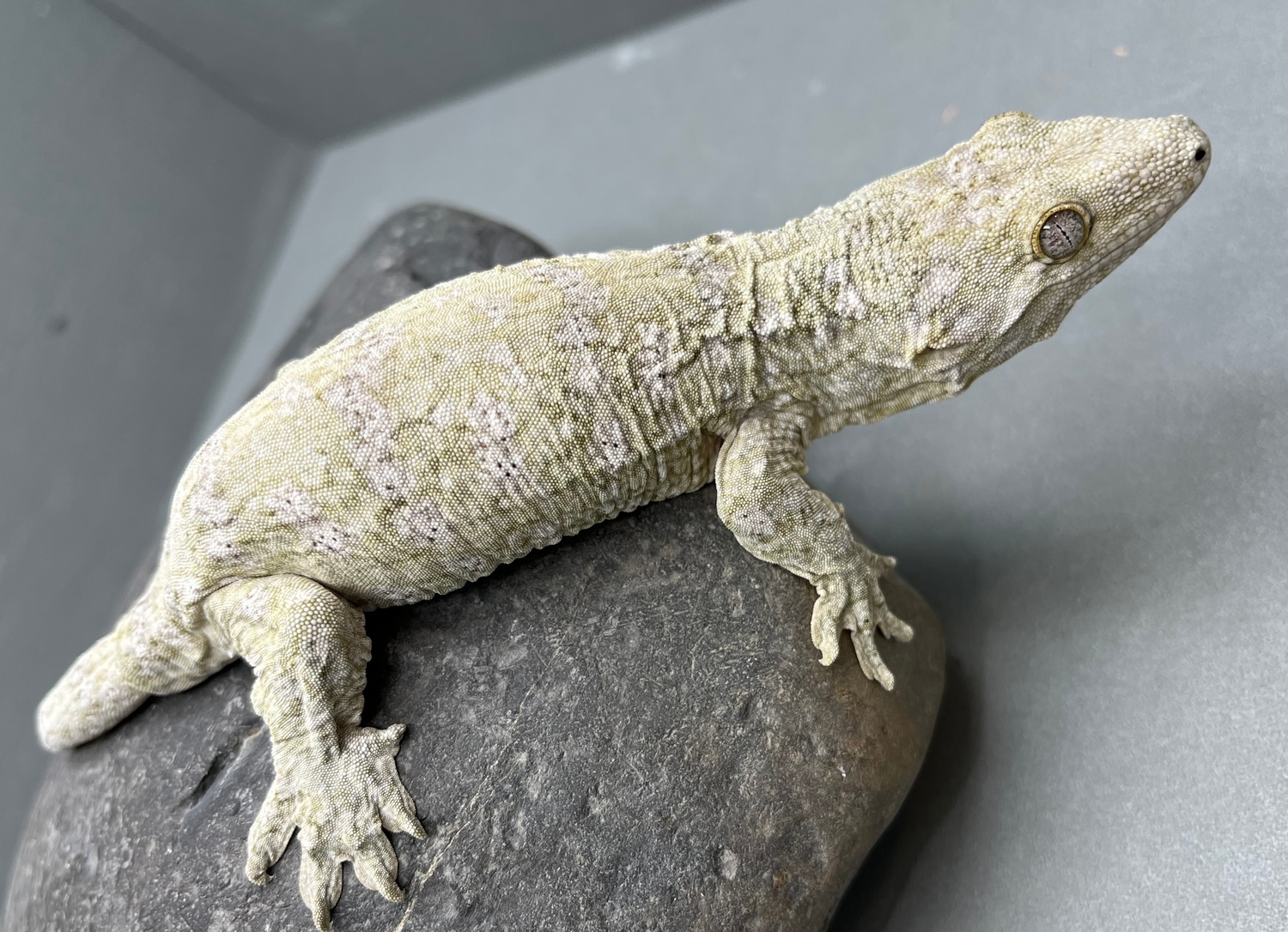GT/Island Leachianus Gecko by Steadfast Lizards - MorphMarket