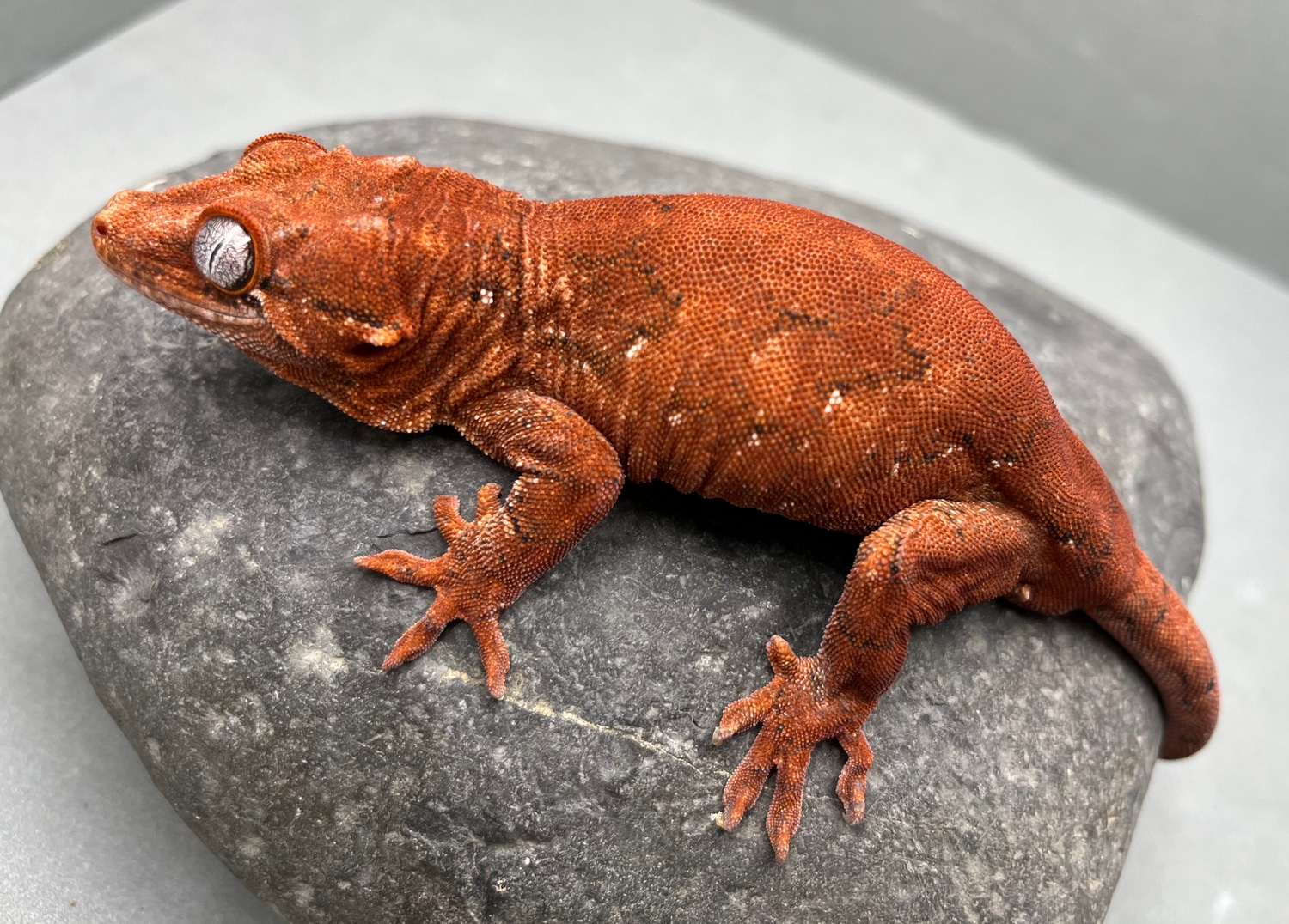 Red Gargoyle Gecko by Steadfast Lizards - MorphMarket