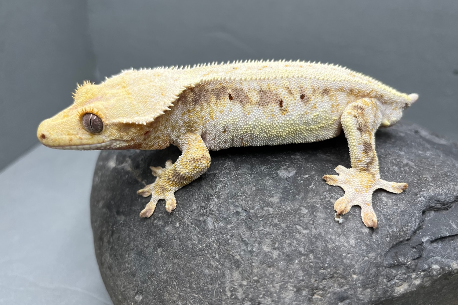 Lily White Crested Gecko by Steadfast Lizards - MorphMarket