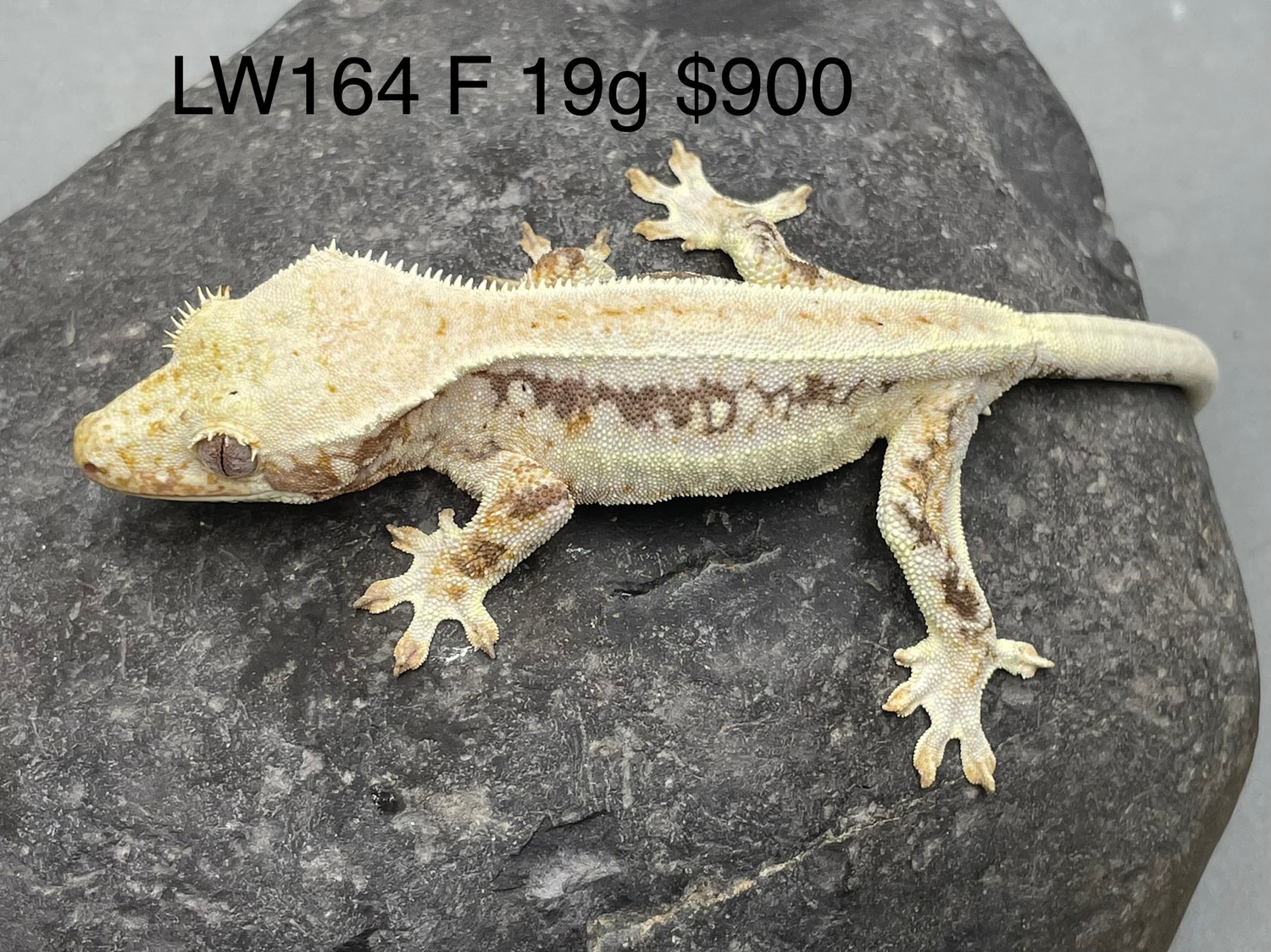Lily White Crested Gecko by Steadfast Lizards - MorphMarket