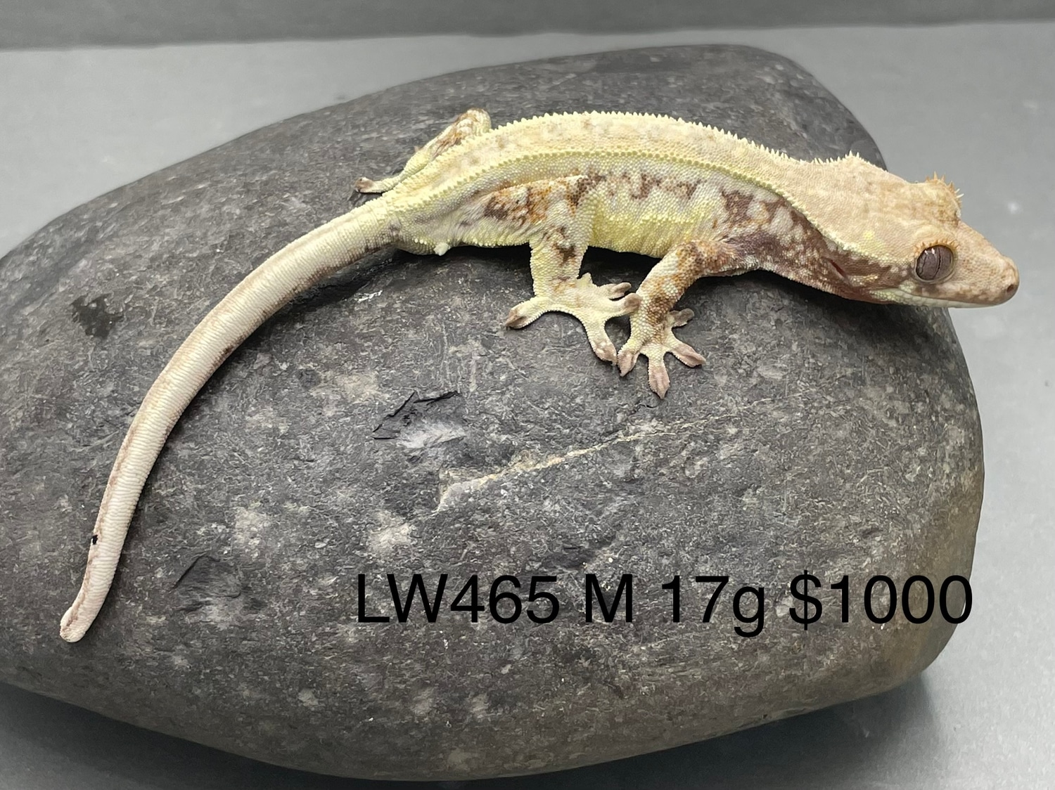 Lily White Crested Gecko by Steadfast Lizards - MorphMarket