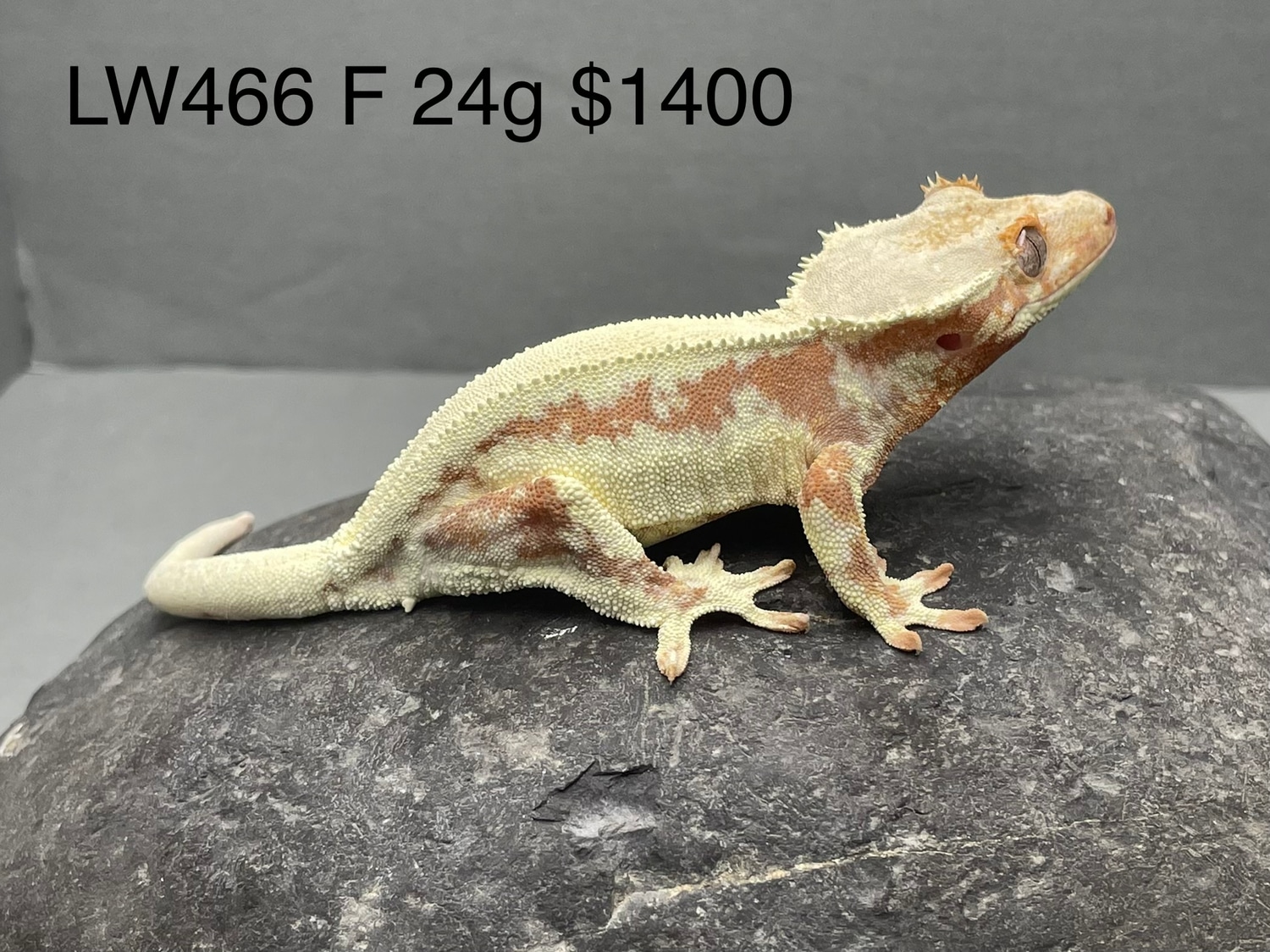 Lily White Crested Gecko by Steadfast Lizards - MorphMarket