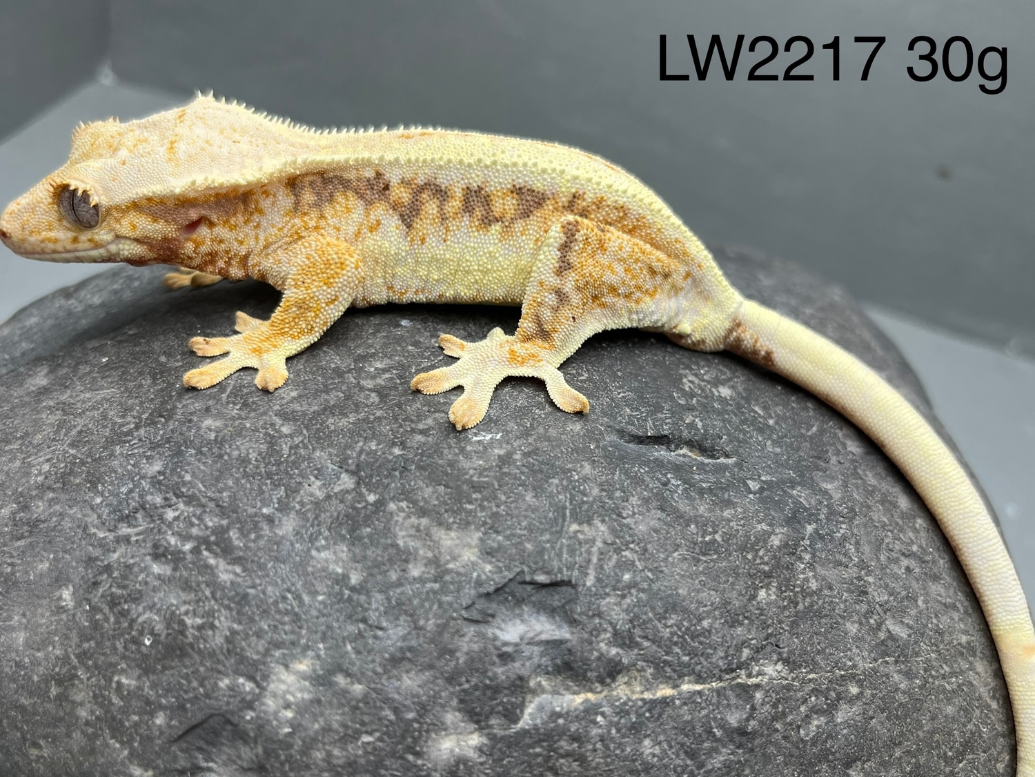 Lily White Crested Gecko by Steadfast Lizards - MorphMarket
