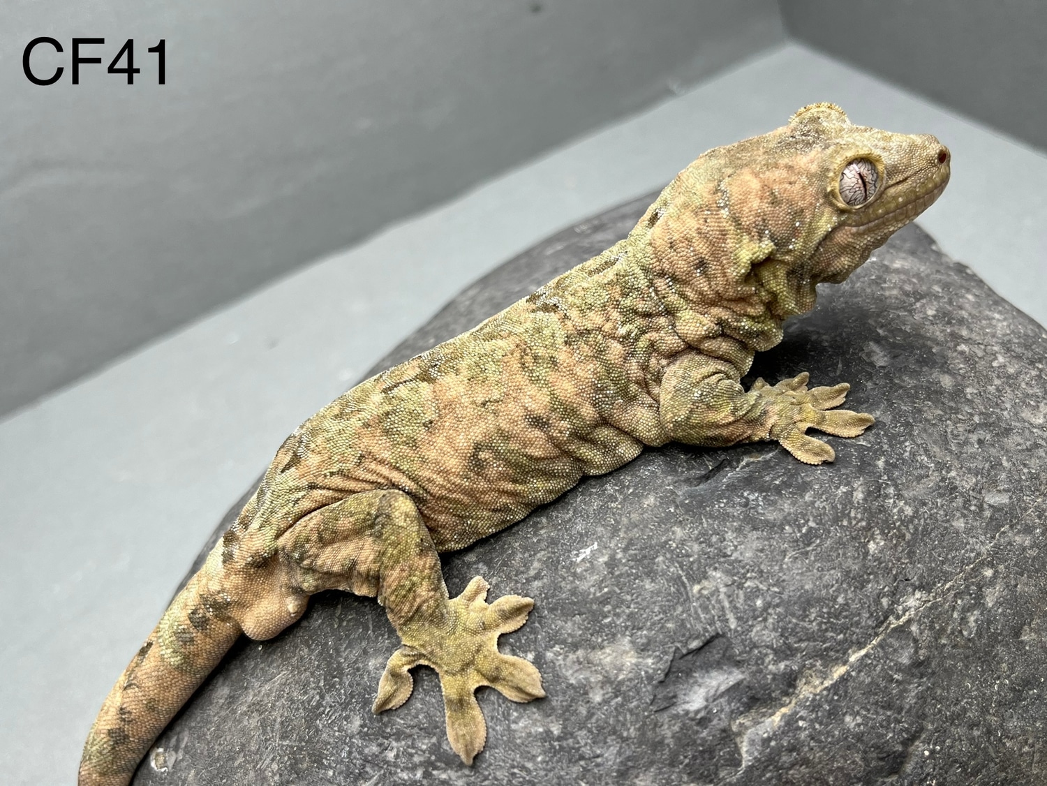 Mainland Chahoua Gecko by Steadfast Lizards - MorphMarket