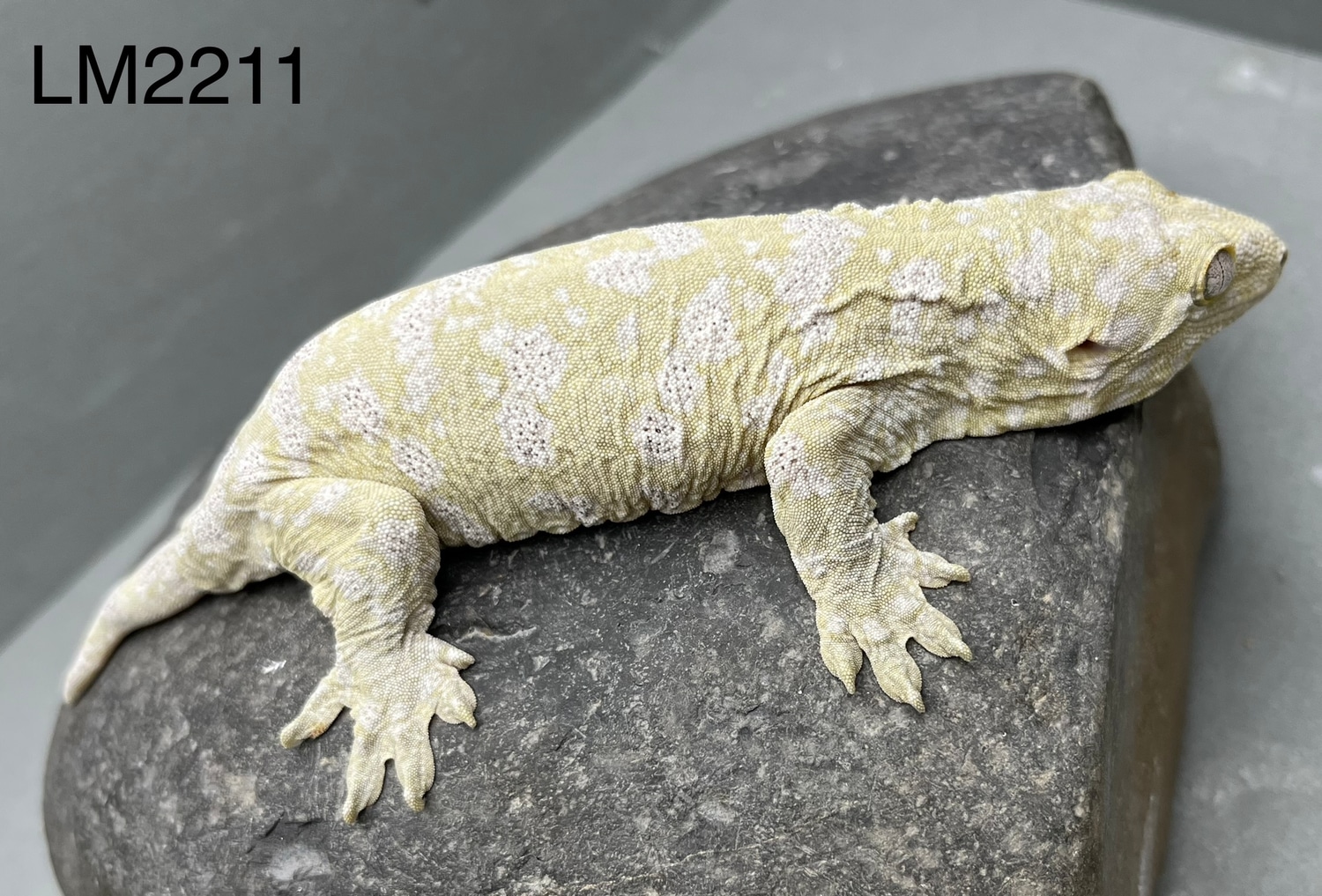 Moro Leachianus Gecko by Steadfast Lizards - MorphMarket