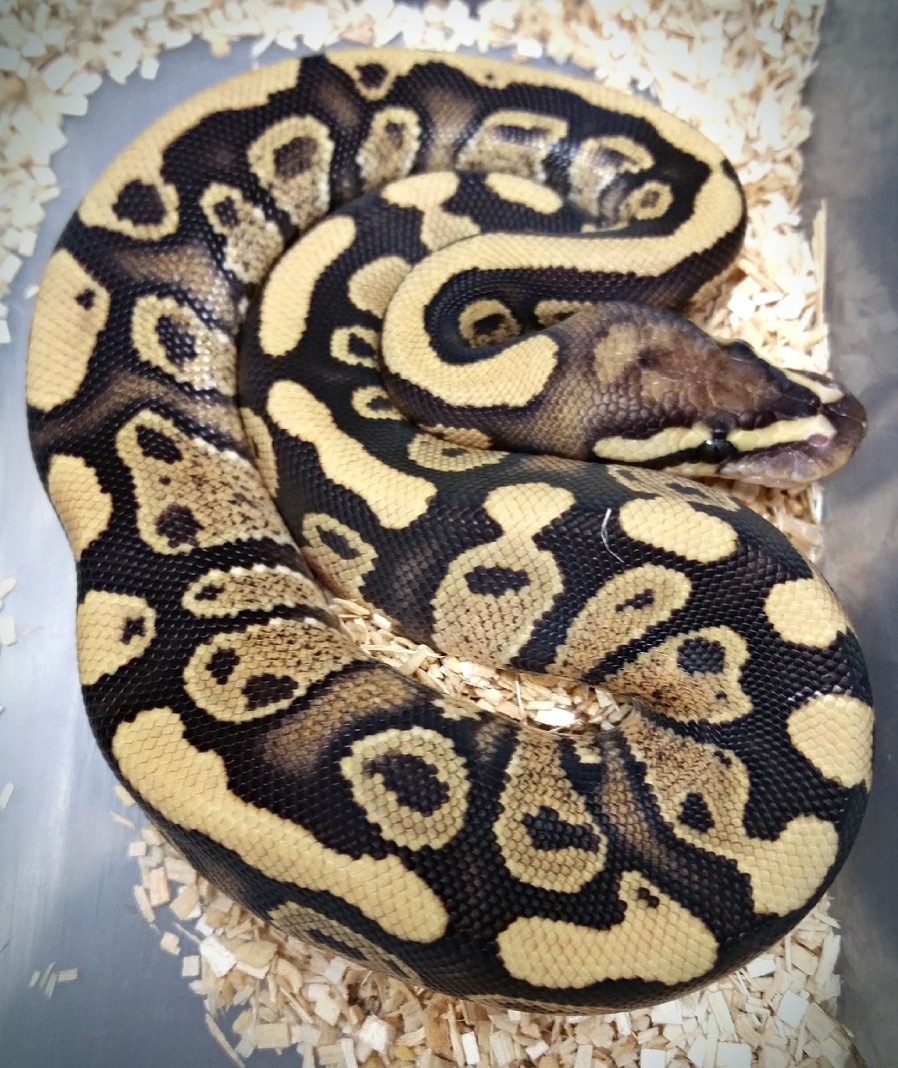 Fusion Fire Het Clown Ball Python by Just My Ball's - MorphMarket