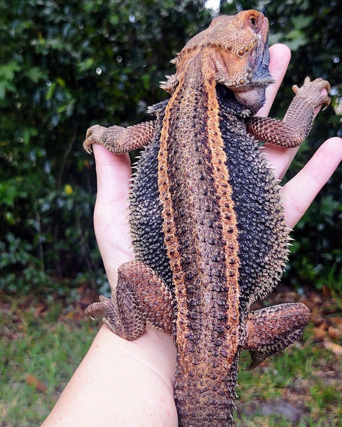 Transluscent Super Genetic Stripe Pied Male Central Bearded Dragon by ...