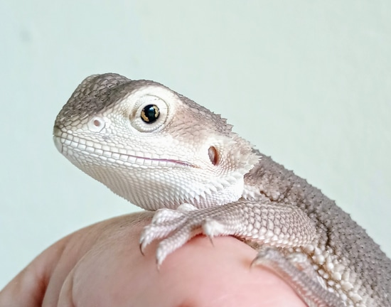 Witblits Central Bearded Dragon by Valkyrie Dragons