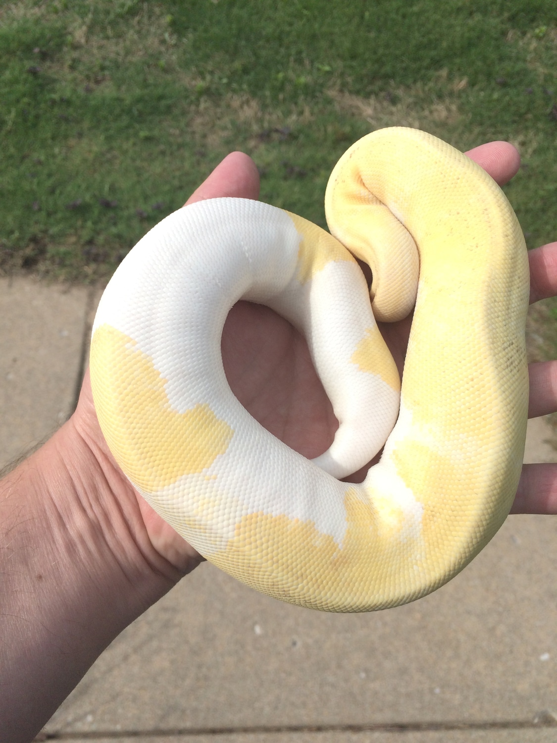 Disco Inferno Super Pastel Pinstripe - Shipped! Ball Python by Maxx ...