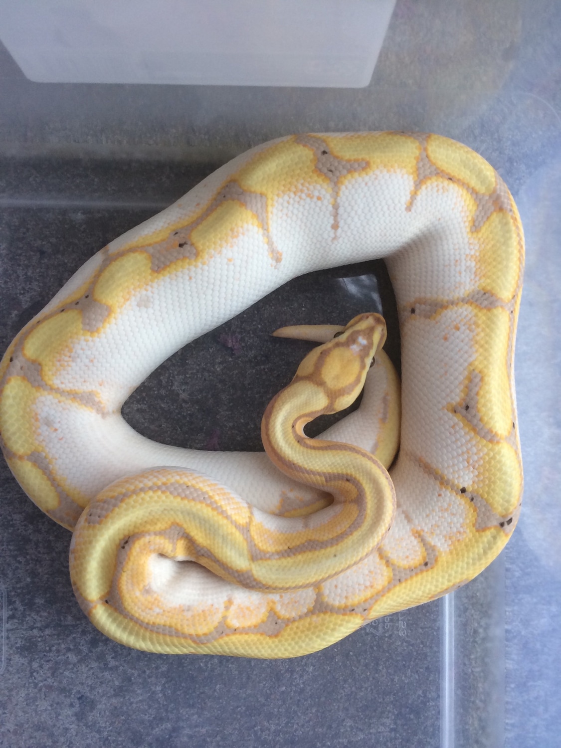Banana Calico Spider - Shipping Included! Ball Python by Maxx Boas ...