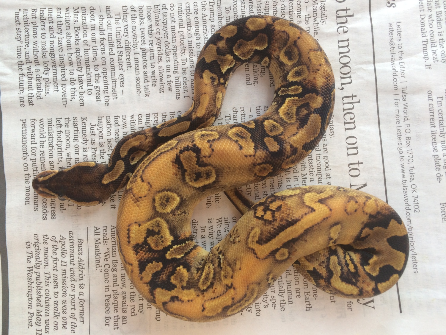 Orange Crush Champagne Yellow Belly Paradox Ball Python by Maxx Boas ...