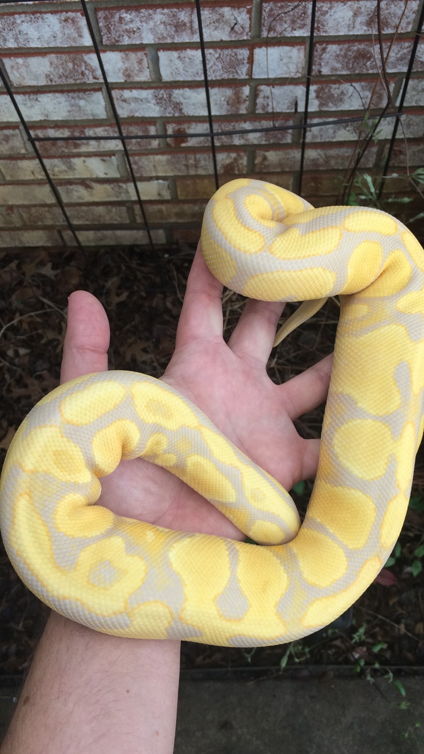 Yellow Belly Candy Ball Python by Maxx Boas - MorphMarket