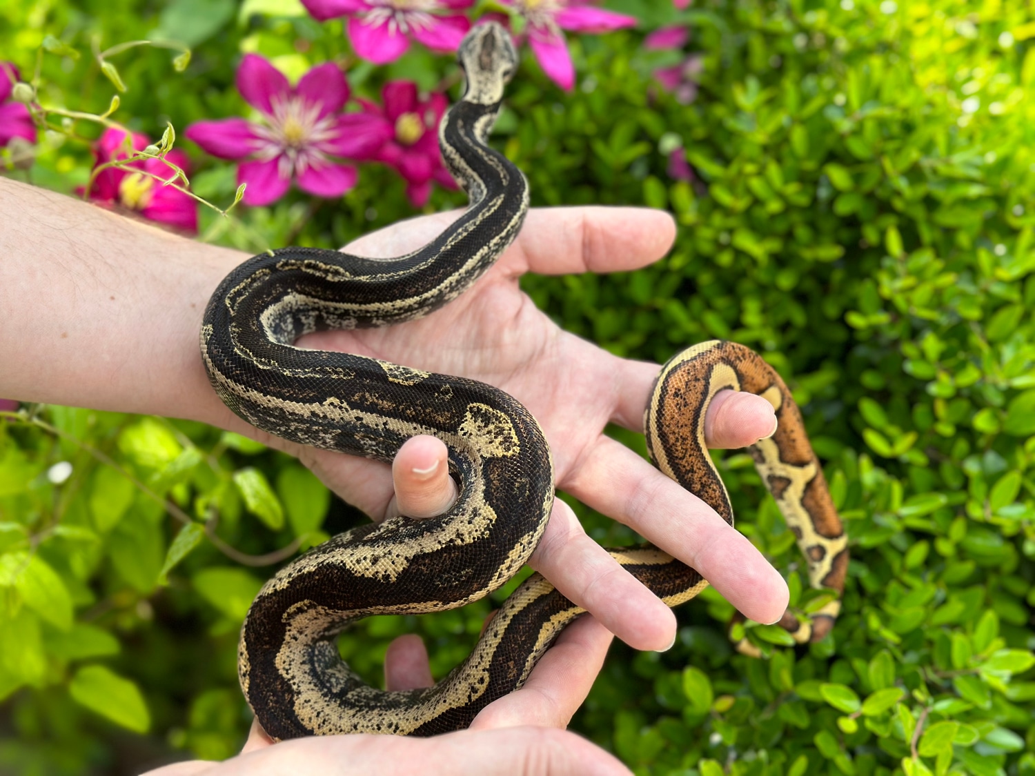 IMG Jungle Hypo Het Sharp Albino Het Anery Type 1 (Sharp Snow) Boa ...