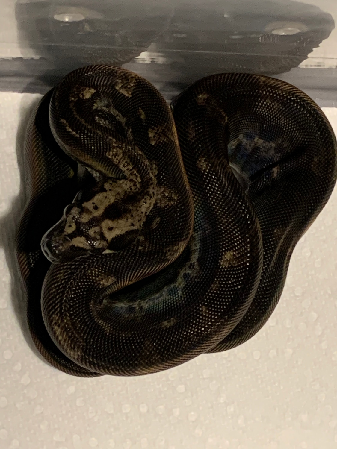 IMG Motley Jungle Aztec Boa Constrictor by Maxx Boas - MorphMarket