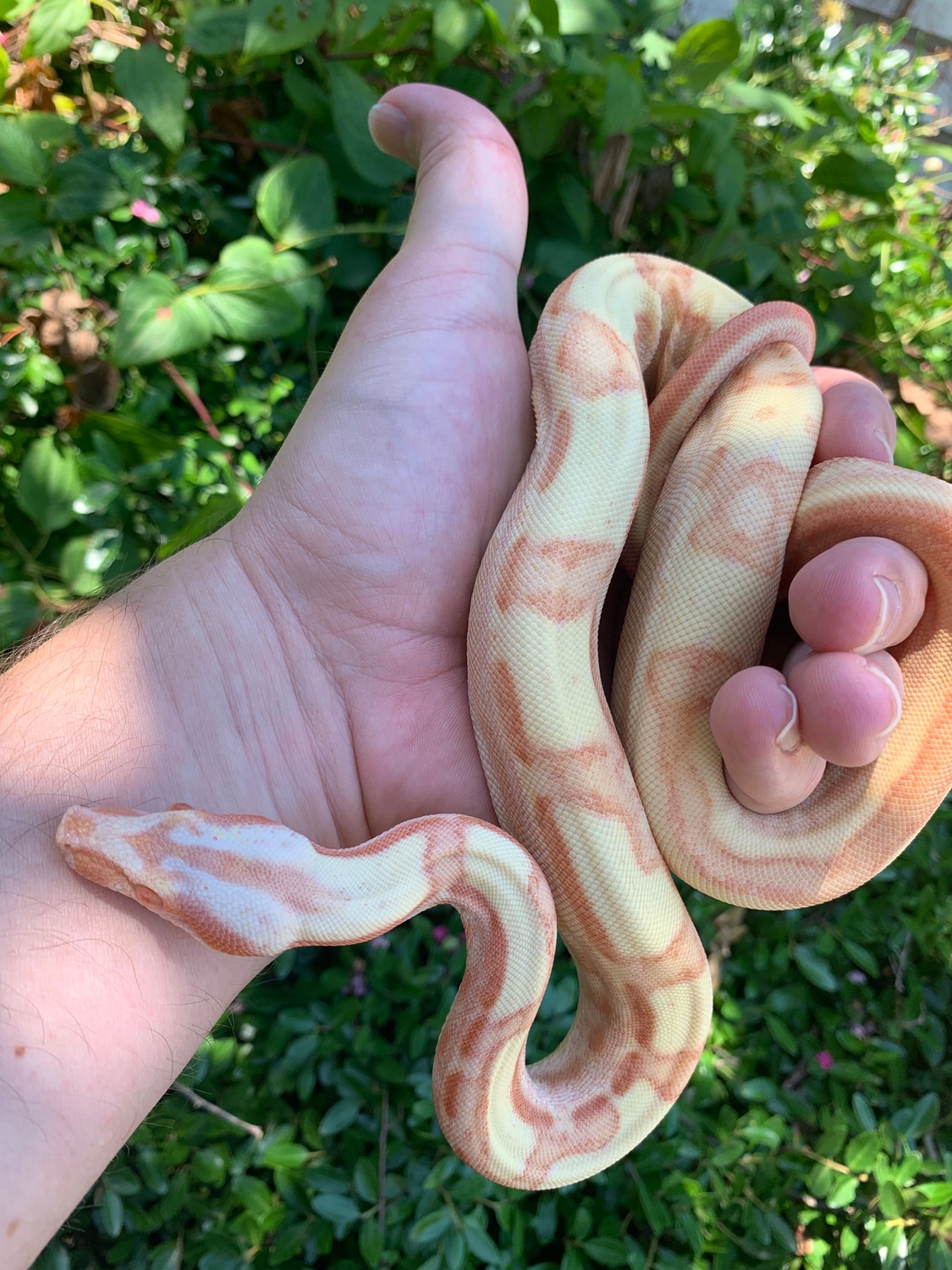 Dutch Pastel Sunglow Motley Jungle Boa Constrictor by Maxx Boas ...