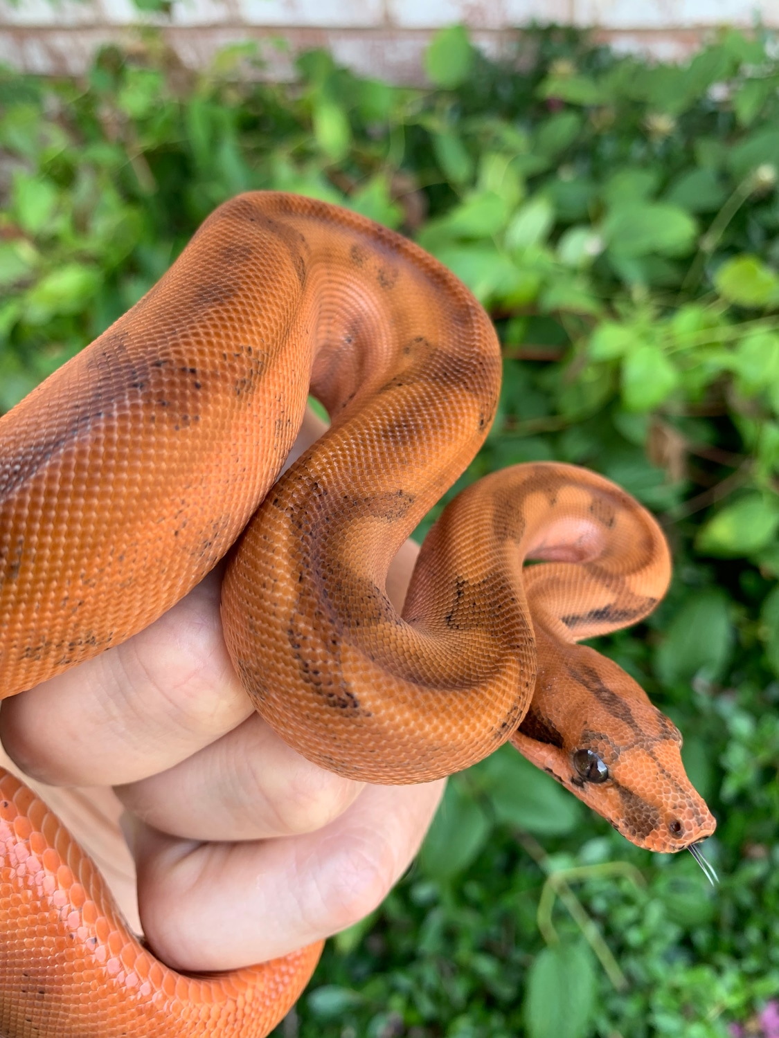 Pure CA OT Hypo Blood Pair Boa Constrictor by Maxx Boas - MorphMarket