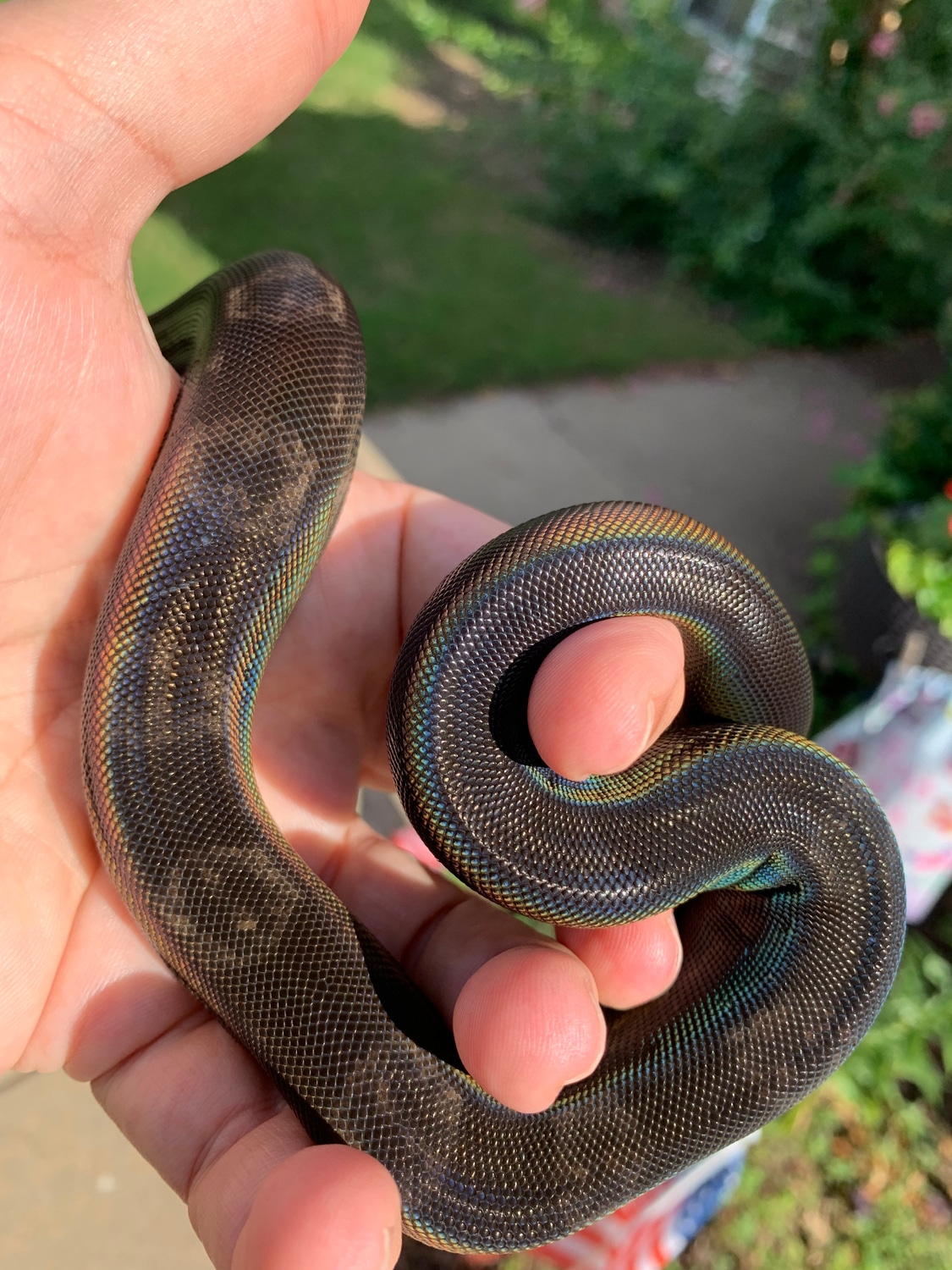 IMG Motley Jungle Boa Constrictor by Maxx Boas - MorphMarket