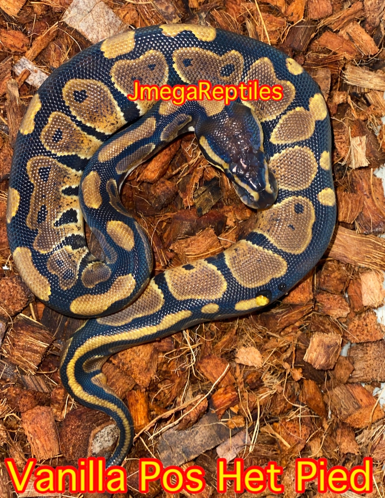 Vanilla Pos Het Pied Ball Python by JmegaReptiles - MorphMarket