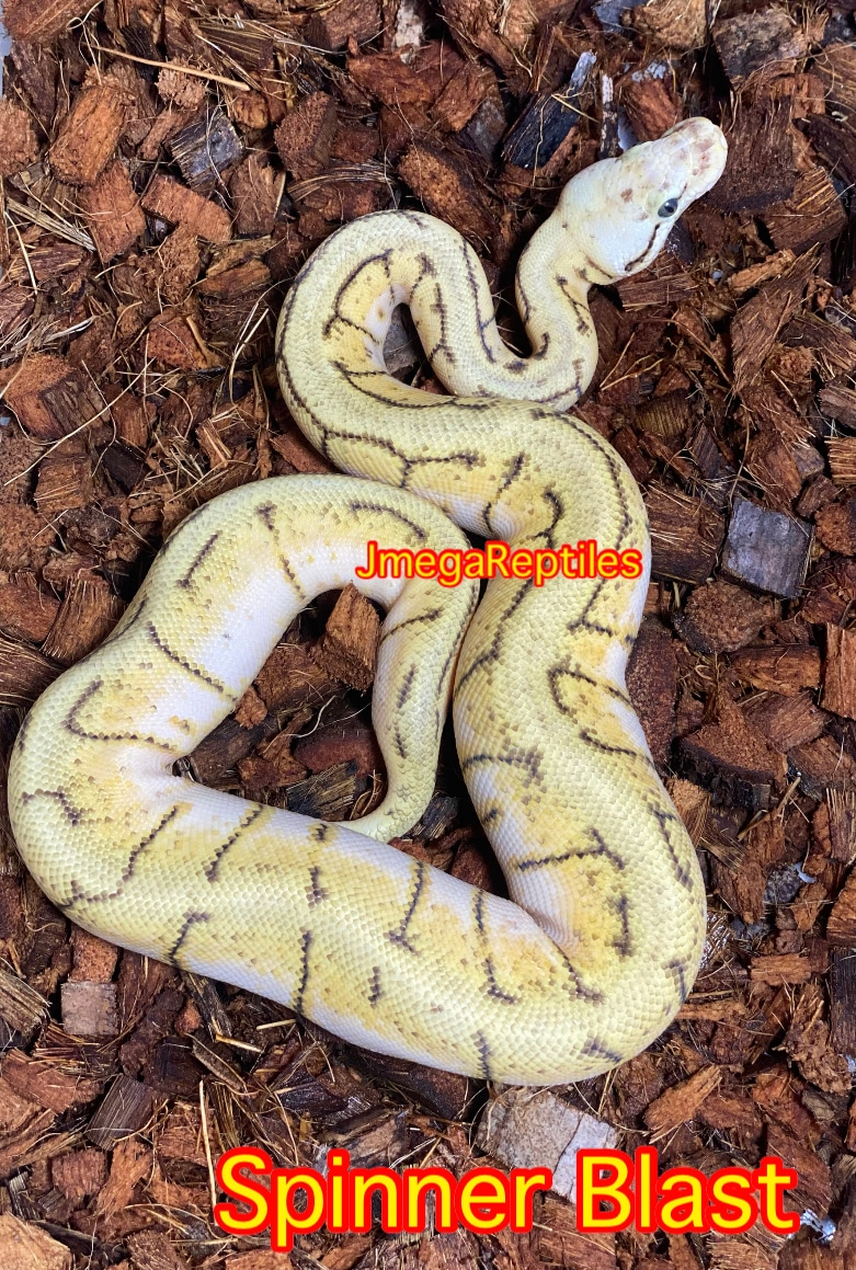 Pinstripe Pastel Spider Ball Python by Jmega Reptiles - MorphMarket