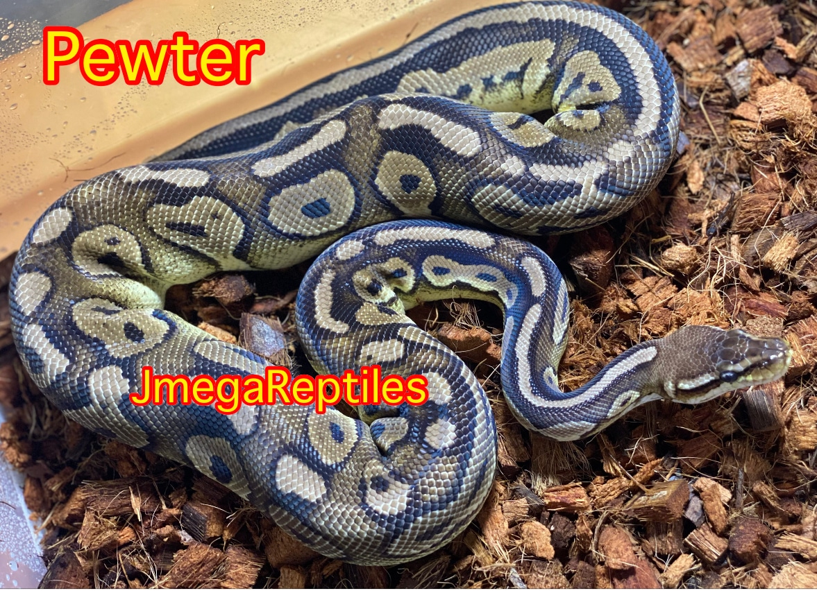 Pewter Ball Python by Jmega Reptiles - MorphMarket