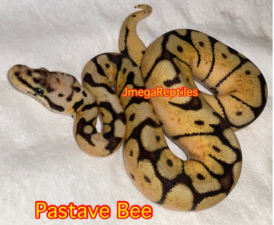 Pastave Bee Ball Python by JmegaReptiles