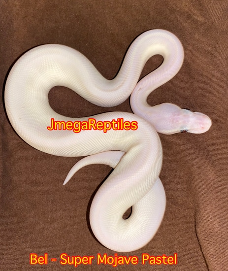 Super Mojave Pastel Ball Python by JmegaReptiles