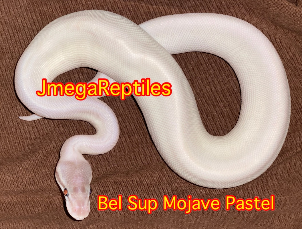 Super Mojave Pastel Ball Python by JmegaReptiles - MorphMarket