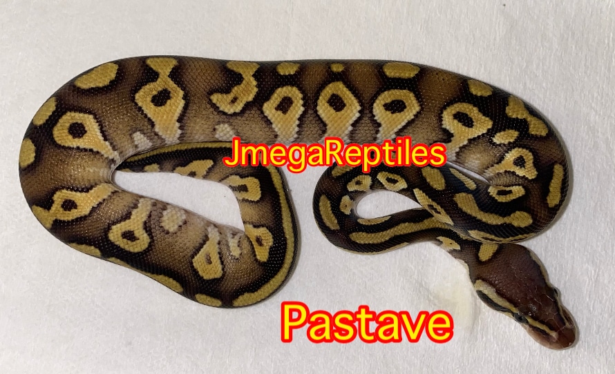 Pastave Ball Python by JmegaReptiles - MorphMarket