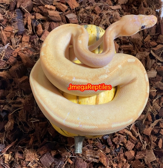 Banana Champagne Specter Ball Python by JmegaReptiles