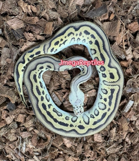 Cypress Leopard Pastel Clown Ball Python by JmegaReptiles