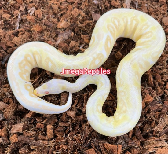 🔥NO RESERVE🔥 Albino Black Pewter Ball Python by JmegaReptiles