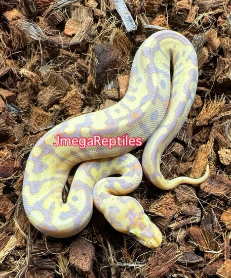 🔥NO RESERVE🔥 Banana Spotnose Yellow Belly Clown Ball Python by ...