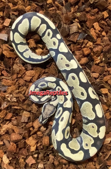 Yellow Belly Desert Ghost Ball Python by JmegaReptiles