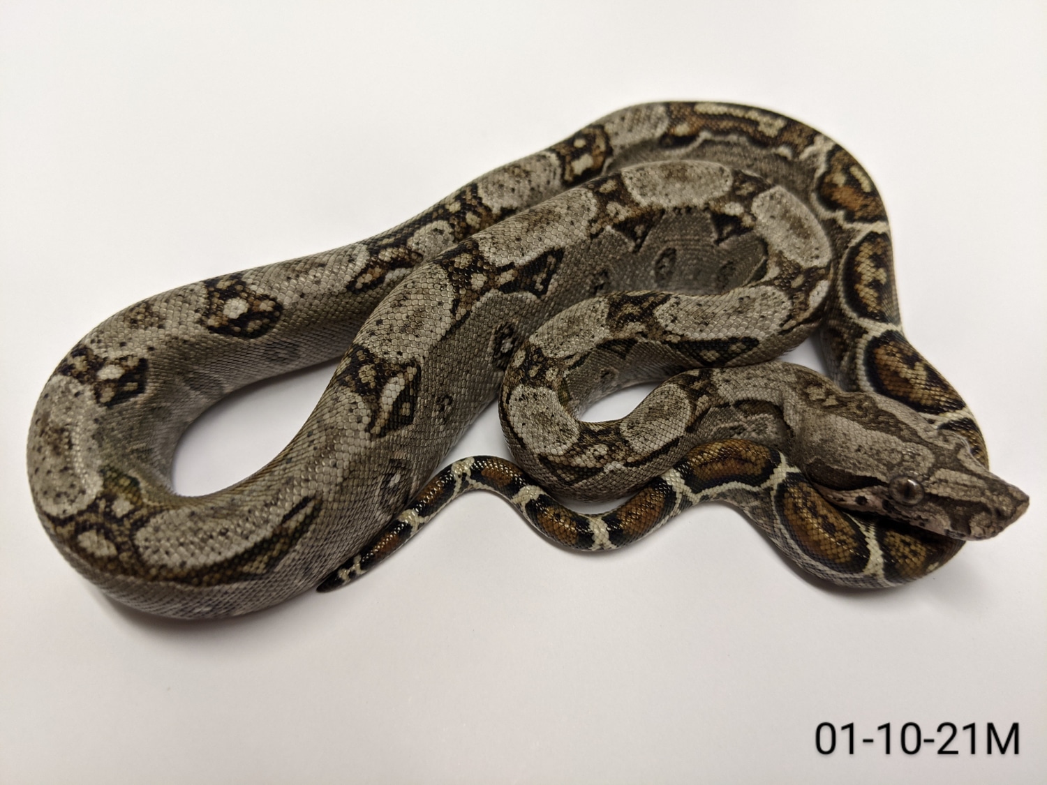 Pure Sonoran 100% Het Leopard Boa Constrictor by Justin Messick ...