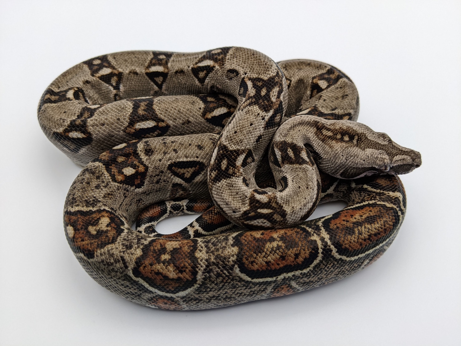 Pure Sonoran Hypo 100% Het Leopard Boa Constrictor by Justin Messick ...