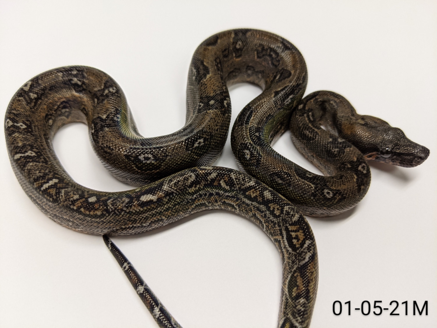 Pure Sonoran Leopard Boa Boa Constrictor by Justin Messick - MorphMarket