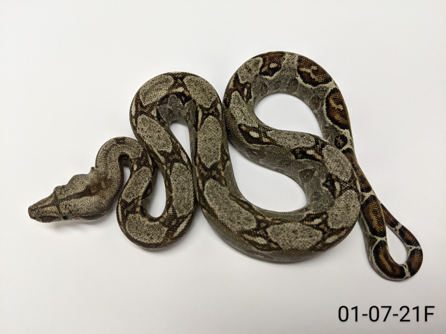 Pure Sonoran 100% Het Leopard Boa Constrictor by Justin Messick ...